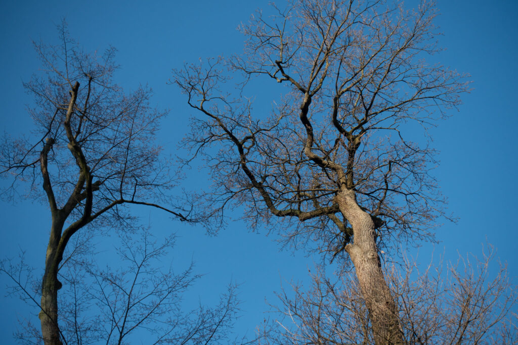 Sony RX100 III RAW Sample Files – Download free • VIARAMI